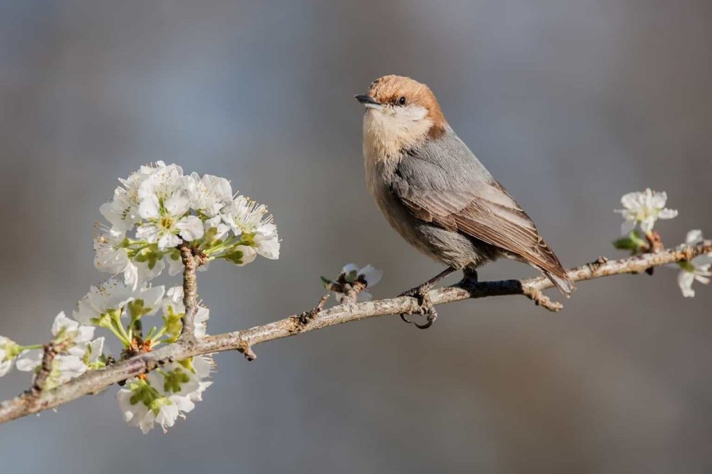 What Bird Sounds Like A Squeaky Toy? [Updated 2026]