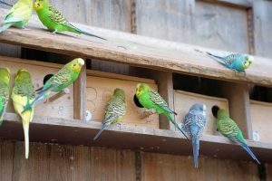 What Birds Can Live Together In An Aviary? [Updated 2026]
