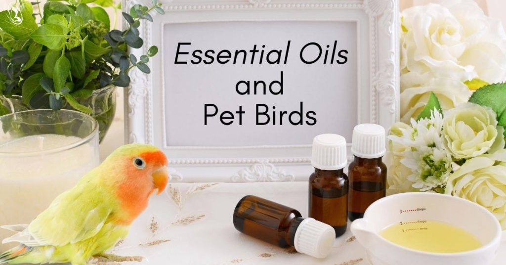 What Essential Oils Are Safe For Birds? [Updated 2026]