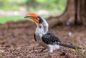 What Bird Is Zazu from The Lion King