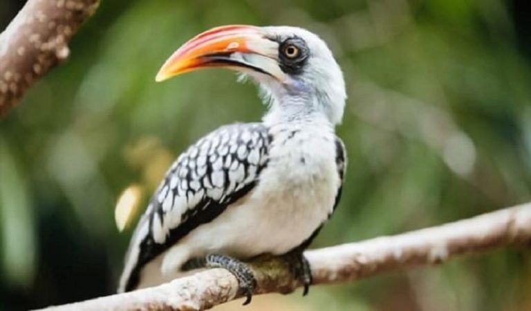 What Bird Is Zazu from The Lion King
