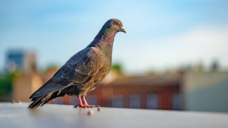 How To Stop Birds From Pooping In My Pool? [Updated 2025] - Nature with ...
