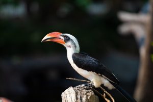 What Bird Is Zazu from The Lion King