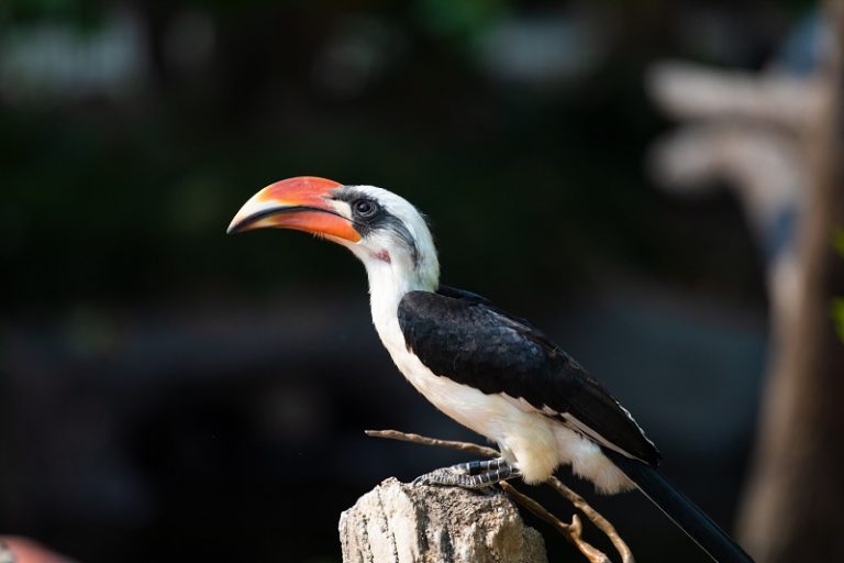 What Bird Is Zazu from The Lion King
