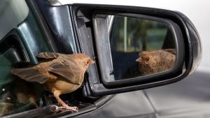 How To Stop Birds From Destroying Window Screens? [Updated 2025]