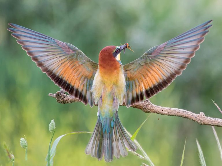 Why Do Birds Lay Down And Spread Their Wings? [Updated 2026]