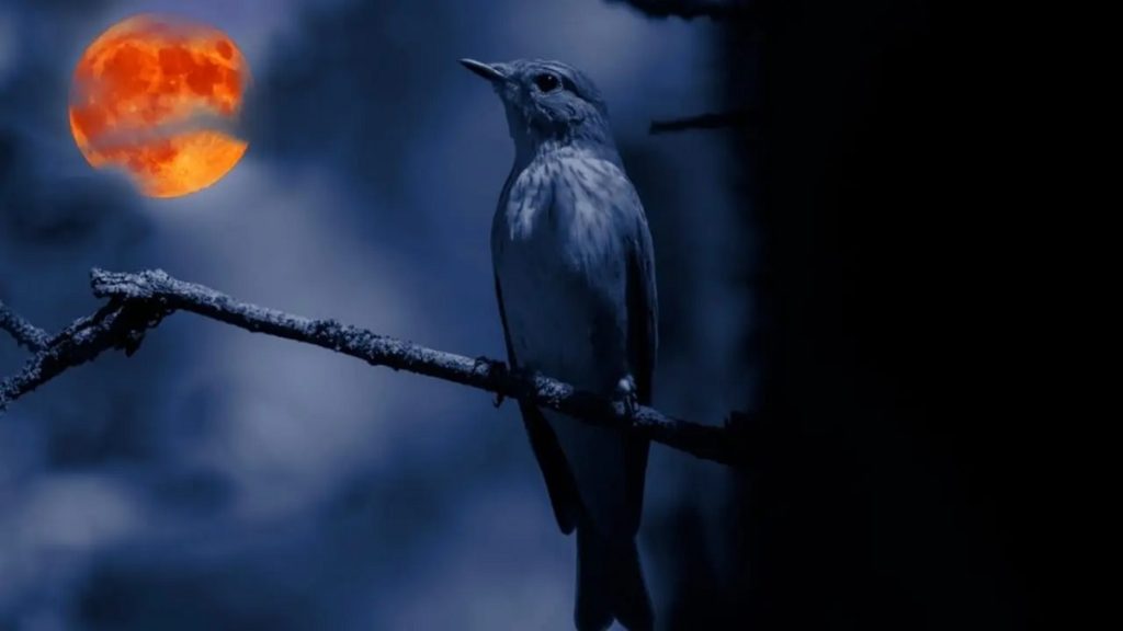 Why Do Birds Tweet at Night