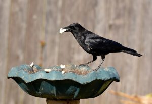 What Bird Goes Caw Caw