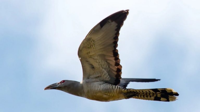 What Bird Has the Largest Wingspan