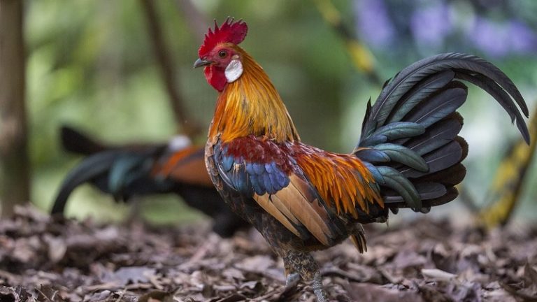 Types Of Fowl Birds For 2026