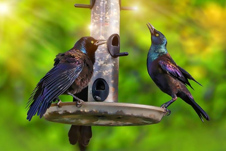 How To Keep Cowbirds Away From Bird Feeders?