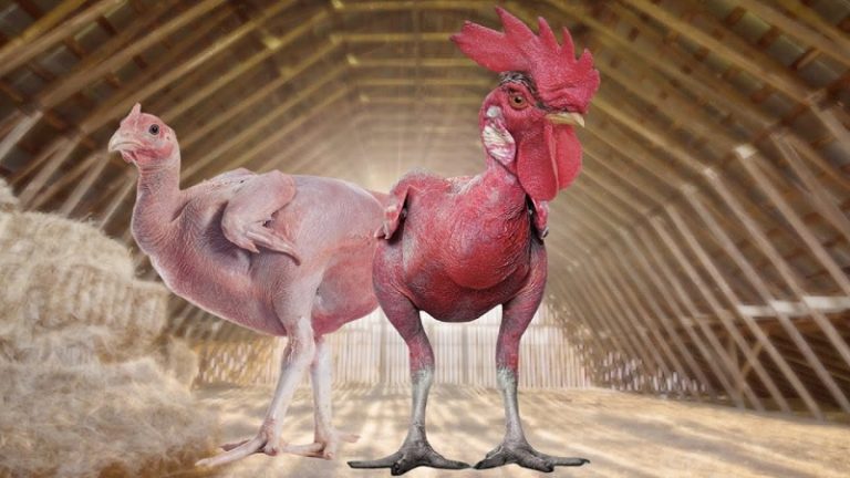 Are There Birds Without Feathers? [Updated 2026]