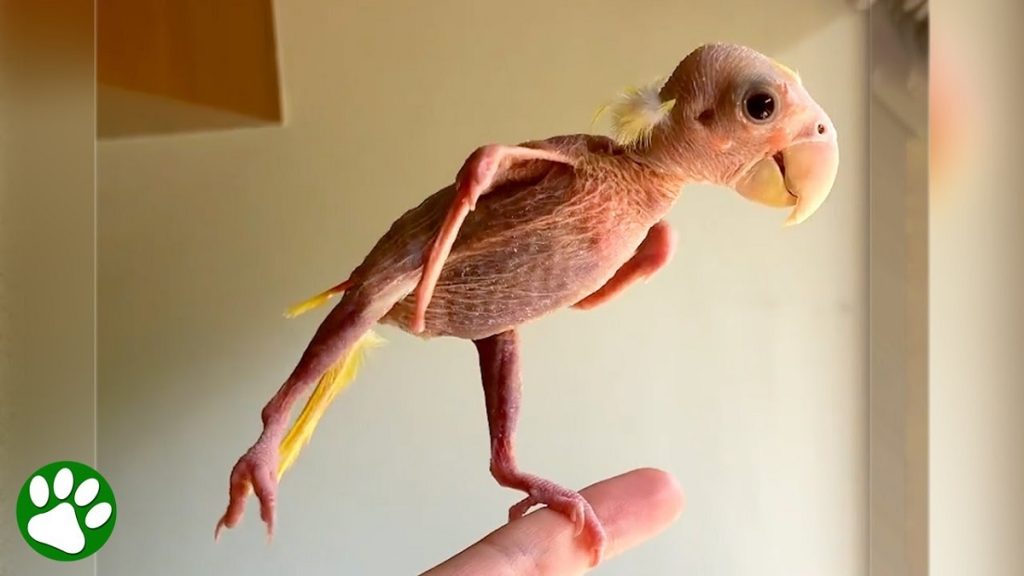 Are There Birds Without Feathers? [Updated 2025]