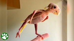 Are There Birds Without Feathers? [Updated 2026]