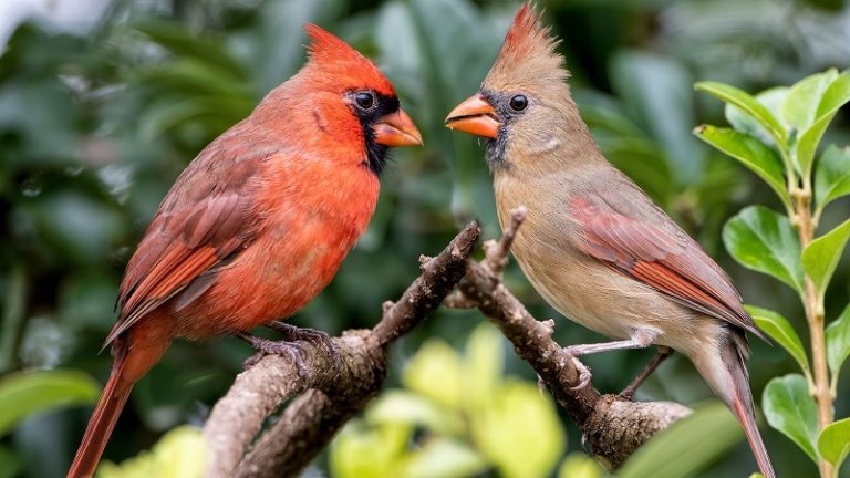 Are There Cardinal Birds In Arizona?
