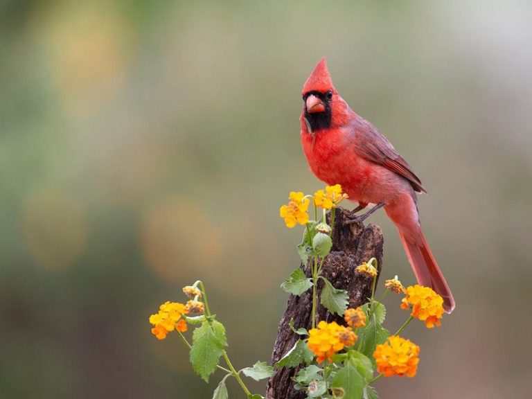 Are There Cardinal Birds In Arizona?