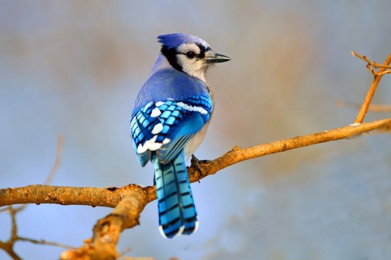 Are Mockingjays Real Birds? [Updated 2026]