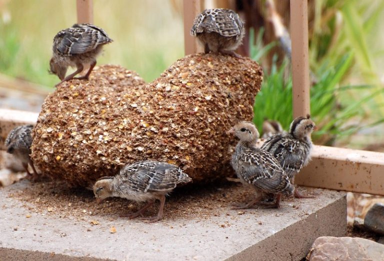 How Often Do Birds Have Babies? [Updated 2026]
