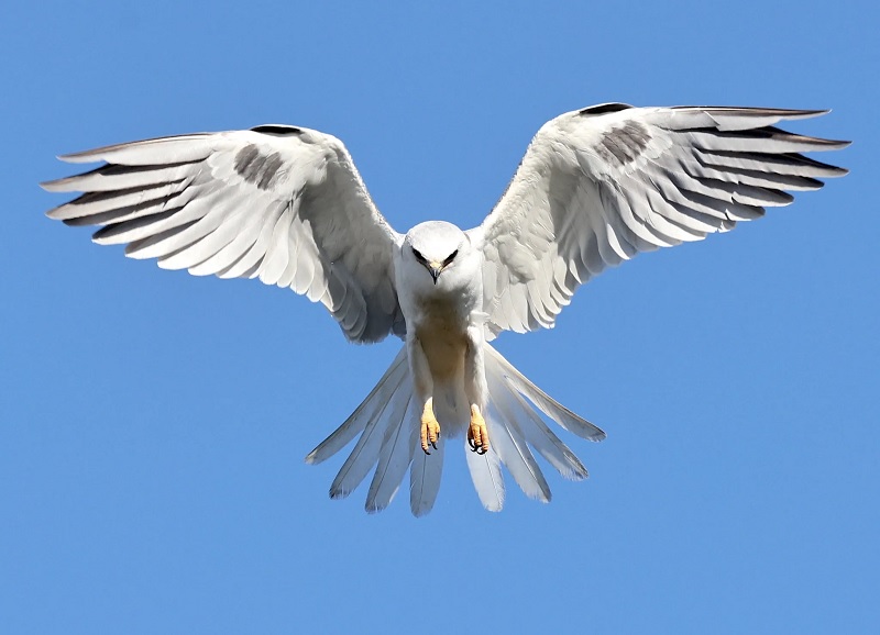 Types of Predatory Birds