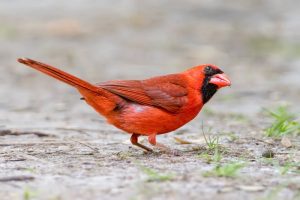 Are Mockingjays Real Birds? [Updated 2026]