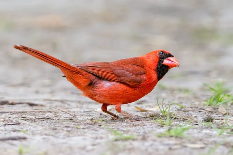 Are Mockingjays Real Birds? [Updated 2026]