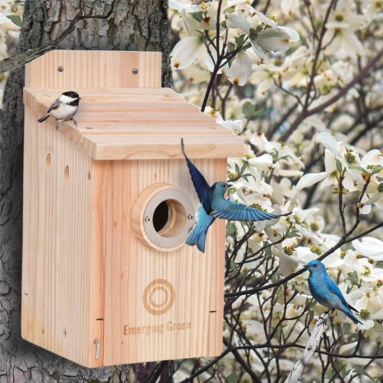 How To Keep Other Birds Out Of Bluebird House? [Updated 2026]