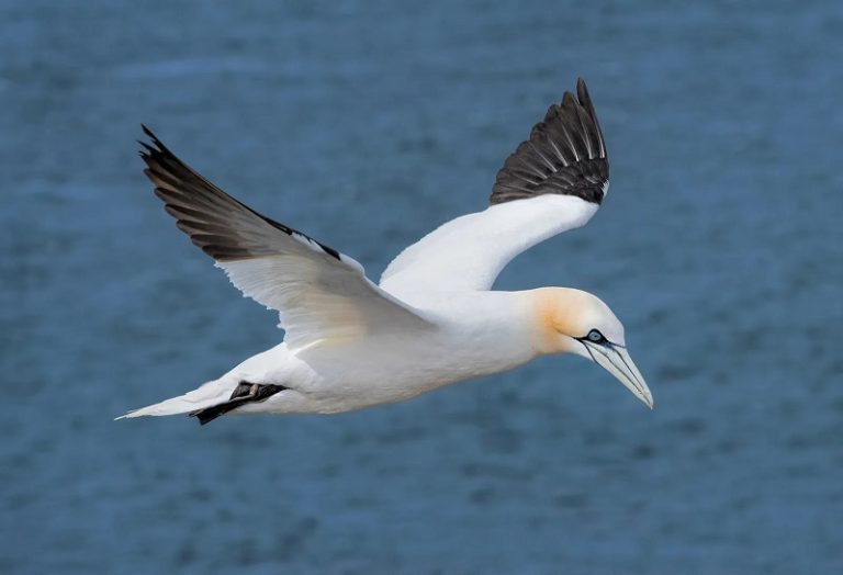 Types Of Ocean Birds?