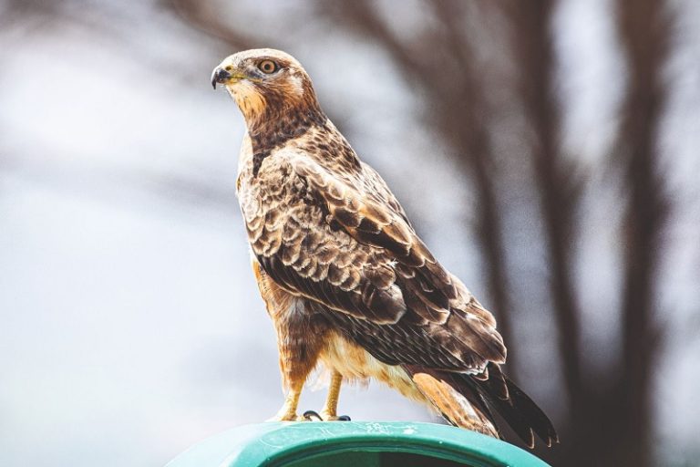 Types of Predatory Birds - Nature with Birds