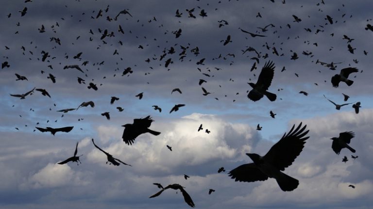 What Do Birds Do When They Are Scared?