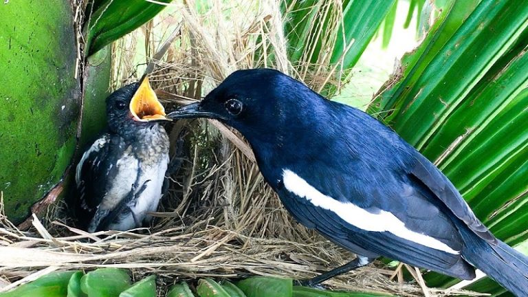 What Does It Mean When A Baby Bird Keeps Chirping? [Updated 2026]