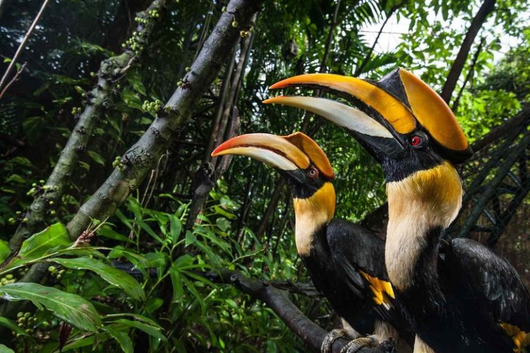 Why Do Birds Have Different Types of Beaks