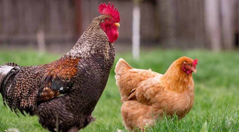 Types of Farm Birds