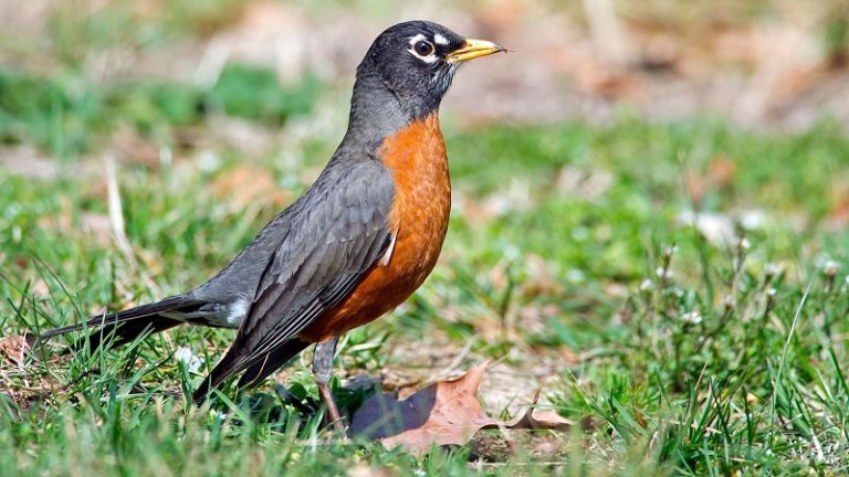 Types Of Robins Birds? [Updated 2026]