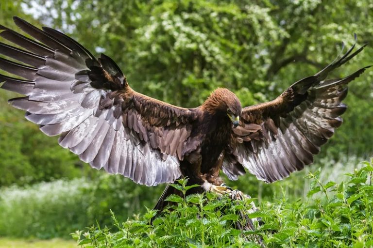 Types of Predatory Birds
