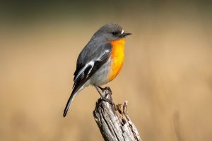 Types Of Robins Birds? [Updated 2025]