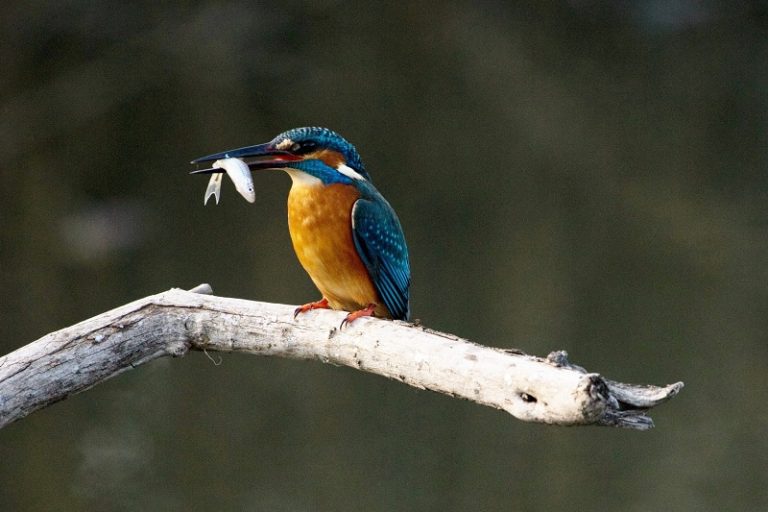 Why Do Birds Have Different Types of Beaks