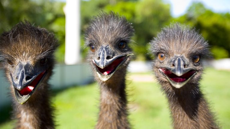 What Is The Only Bird In The World With Just Two Toes On Each Foot?