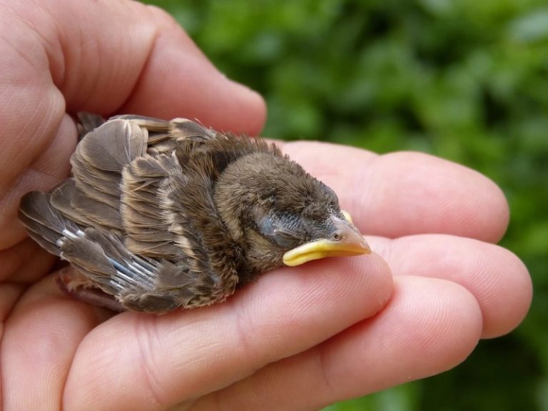 How Often Do Birds Have Babies? [Updated 2026]