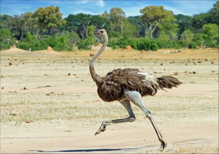 What Is The Only Bird In The World With Just Two Toes On Each Foot?