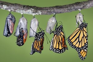 What Birds Eat Butterflies?