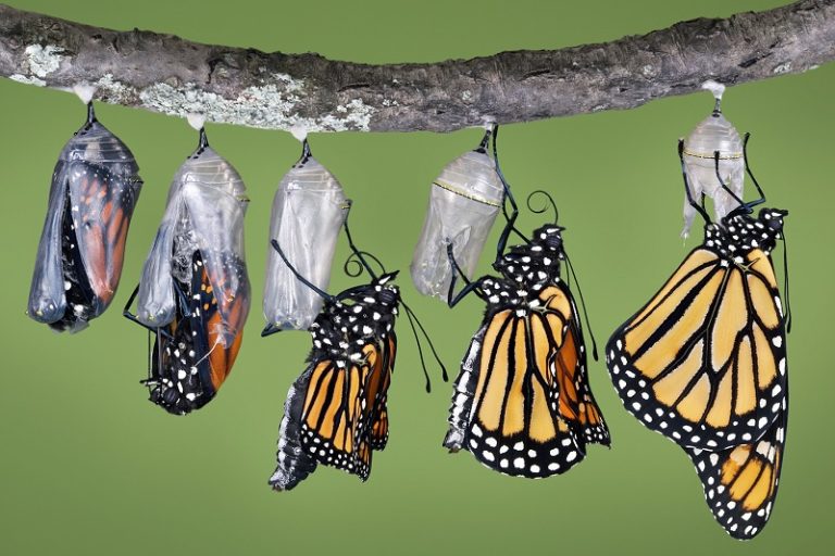 What Birds Eat Butterflies?