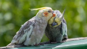 What Do Birds Do When They Are Scared?