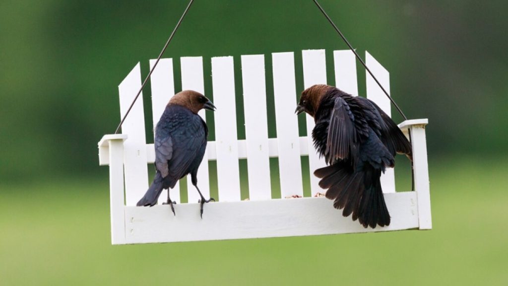 How To Keep Cowbirds Away From Bird Feeders?