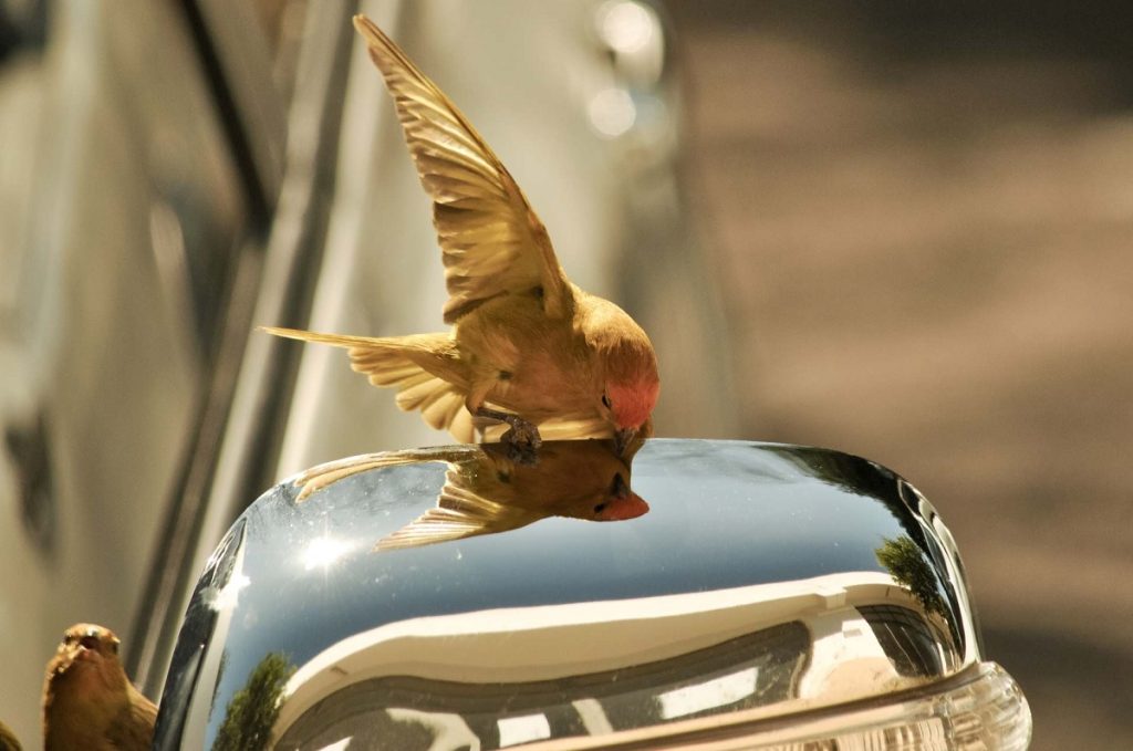 How To Stop Birds From Attacking Car Mirrors?