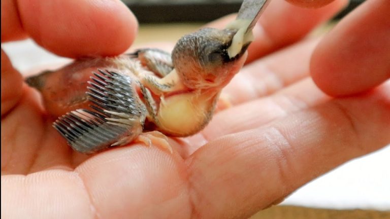 Are There Any Birds That Give Live Birth? [Updated 2026]