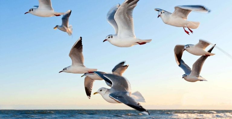 Types Of Ocean Birds?