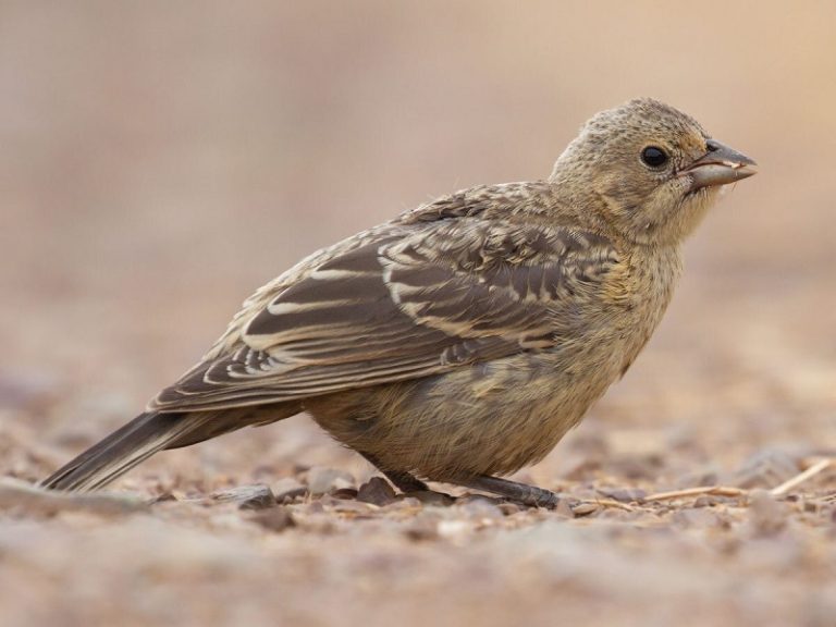 Types Of Brown Birds?