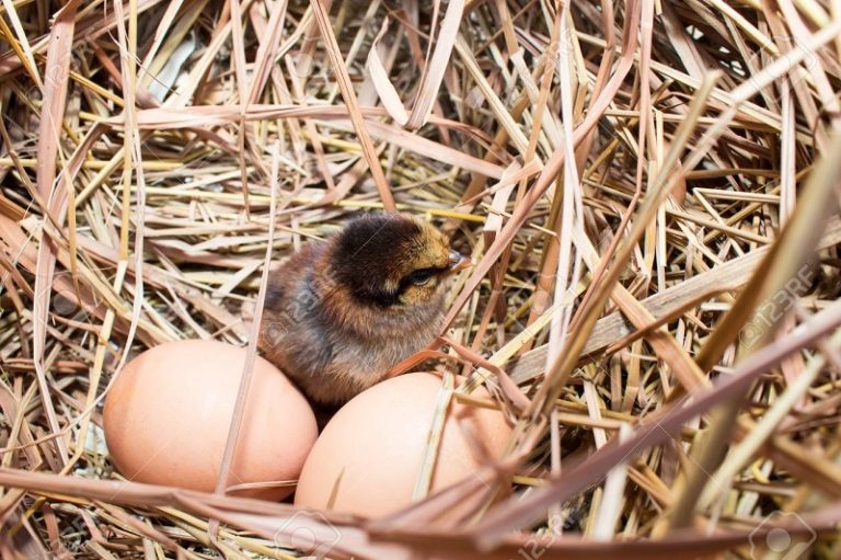 Are There Any Birds That Give Live Birth? [Updated 2025] - Nature with ...