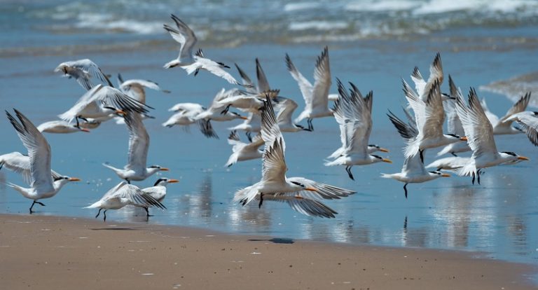 Types Of Beach Birds? [Updated 2026]