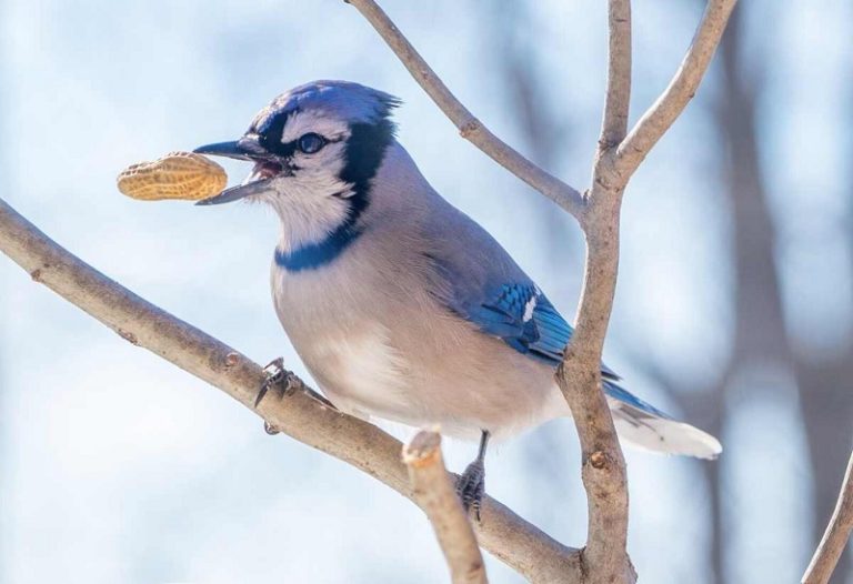 What Nuts Can Birds Eat? [Updated 2026]